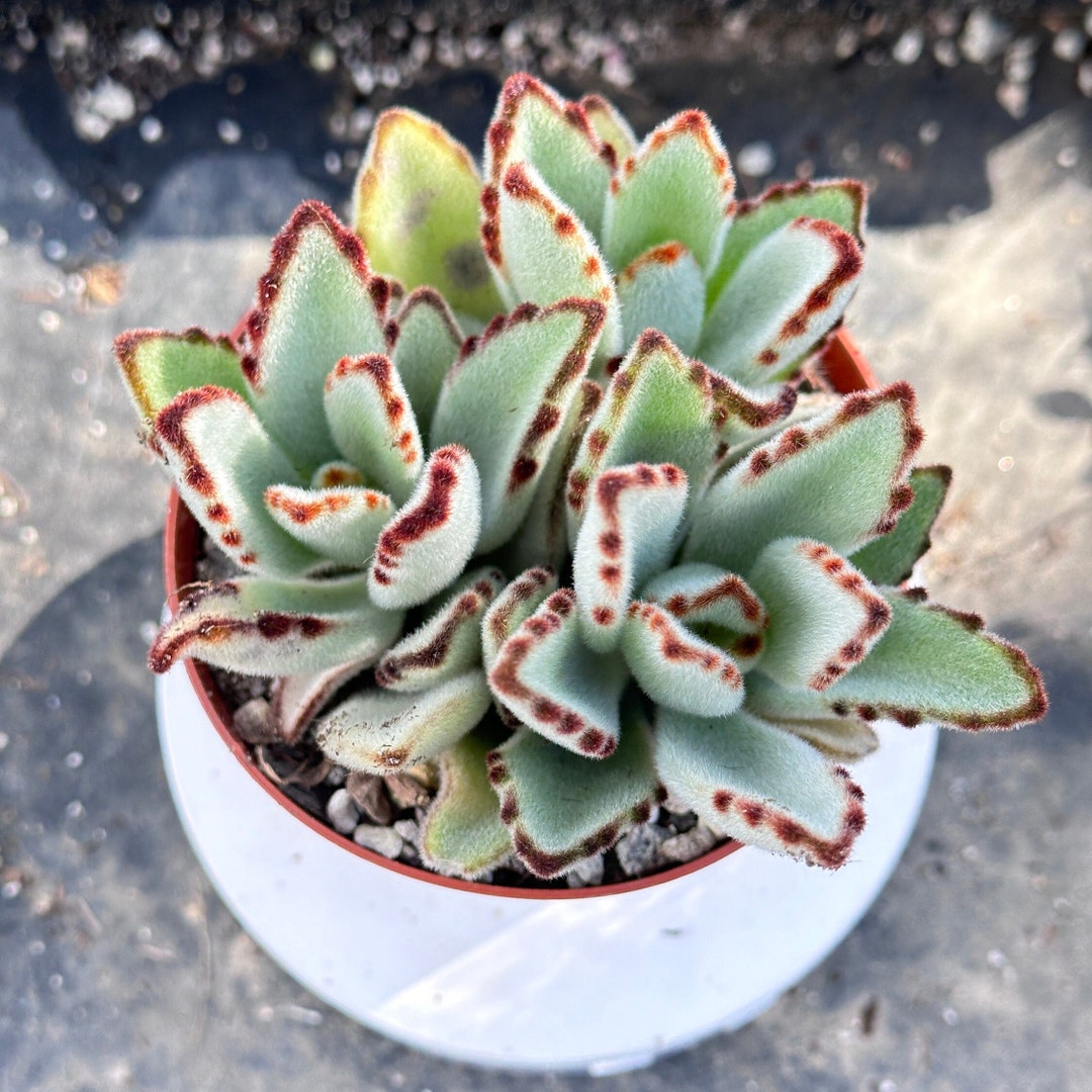 Kalanchoe Tomentosa Succulent Fuzzy Panda Plant - Etsy