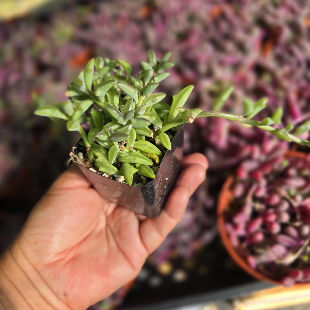 String of Dolphins Succulent Rare Trailing Plant Dolphin Leaf Vine ...