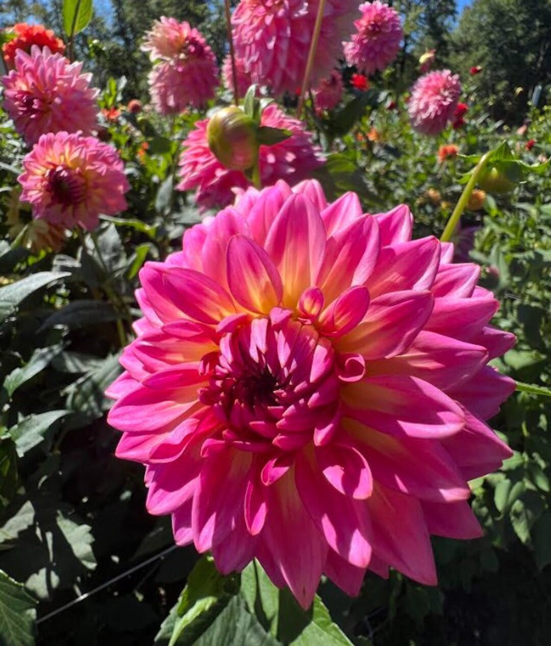 Dahlia Tuber Bloomquist Parasol - Etsy