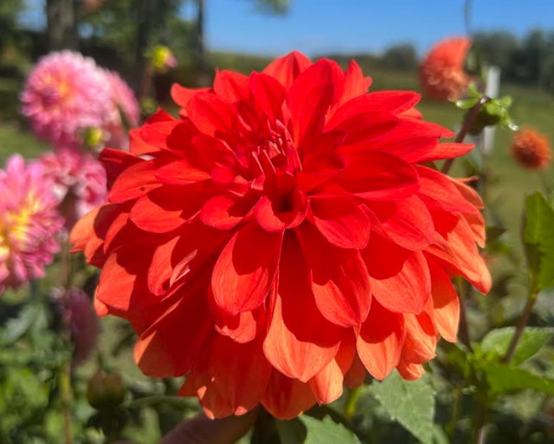 Dahlia Tuber Neon Splendor - Etsy