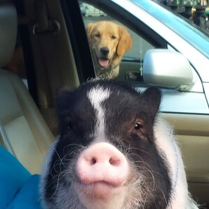 Note Greeting Card Display Rack New Acrylic 6 Tier 24 Counter Rack Fits ...