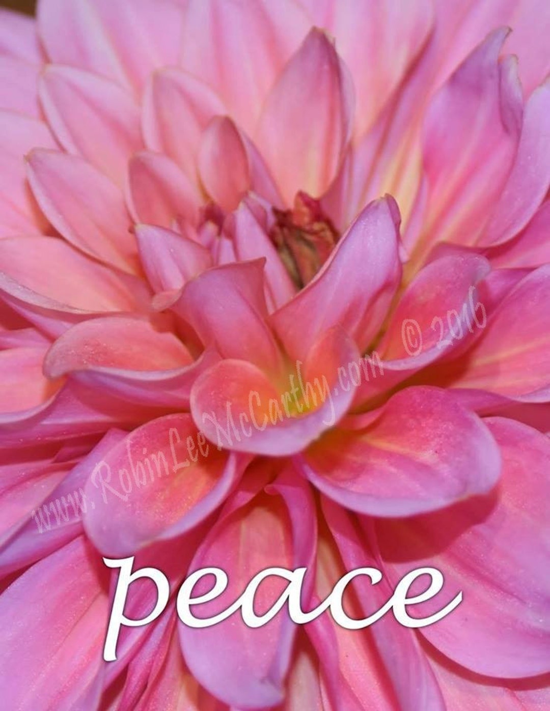 939 D1010 Peace Greeting Card With a Matching Envelope Perfect Blank ...