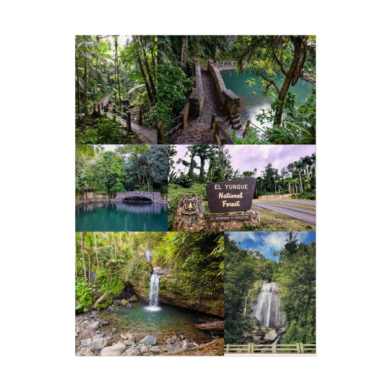 El Yunque National Forest Poster Puerto Rico - Etsy