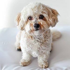 Cane Maltipoo - Etsy