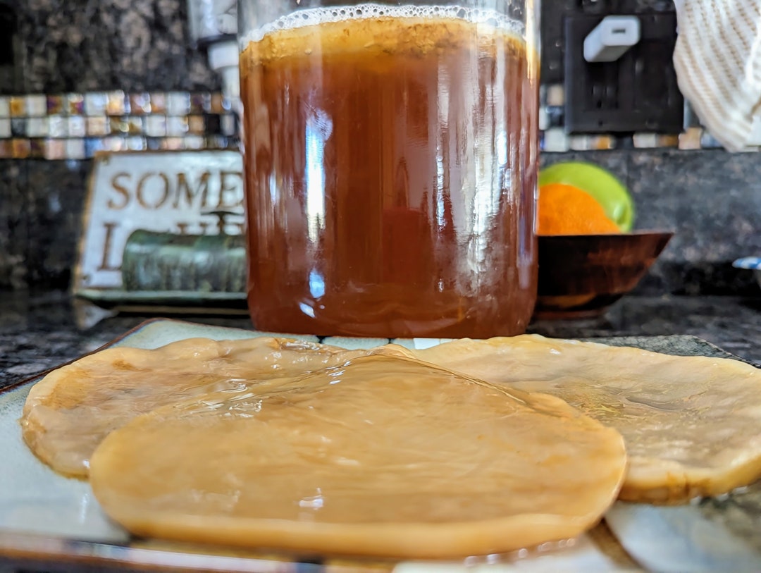 Organic Kombucha SCOBY Pellicle and Starter Tea - Etsy