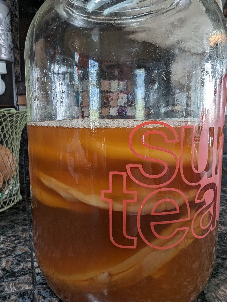 Organic Kombucha SCOBY Pellicle and Starter Tea - Etsy