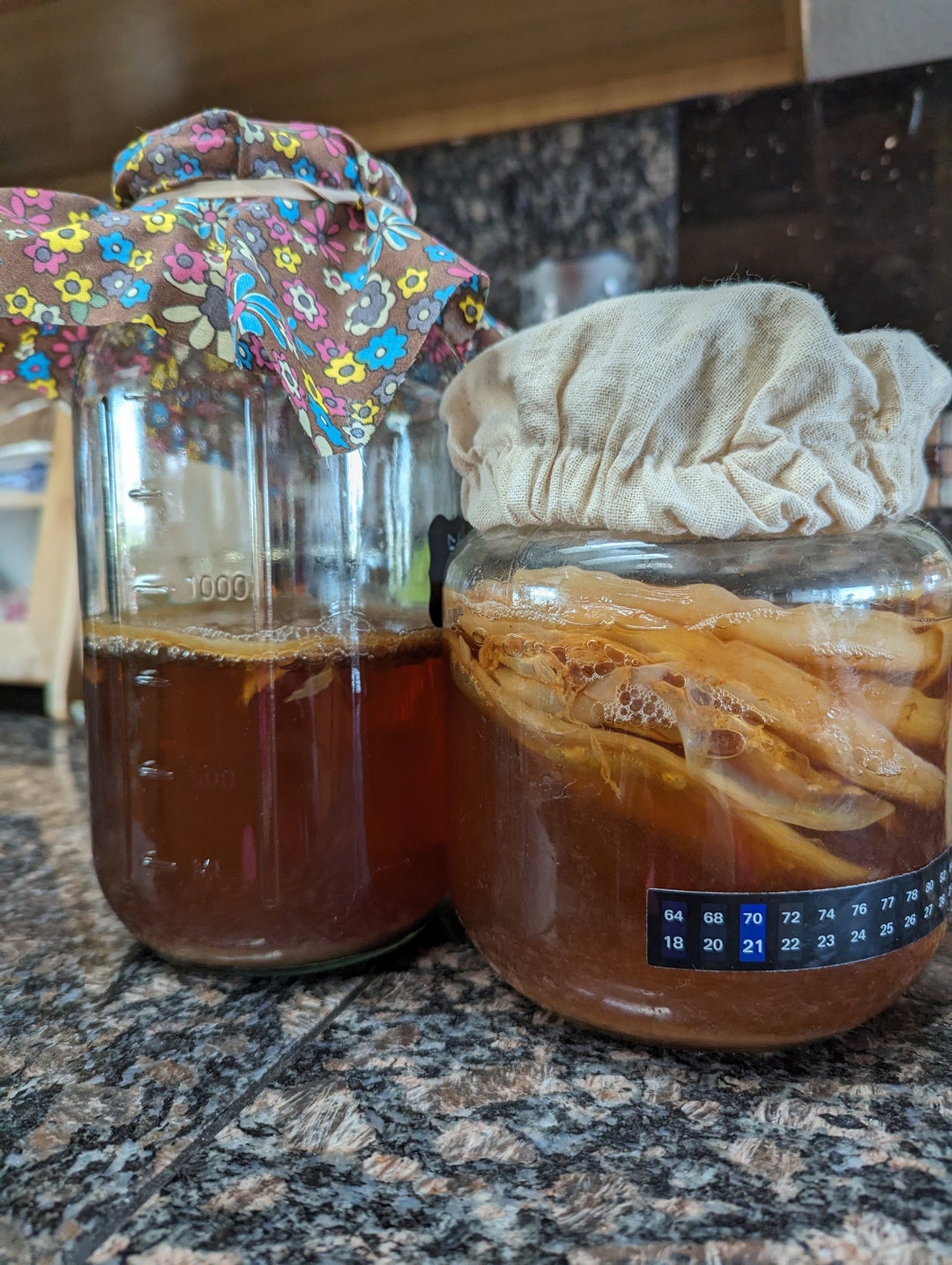 Grow Your Own Organic SCOBY - Etsy