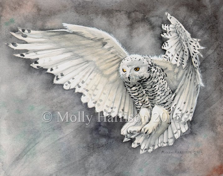 Snowy Owl Sketches