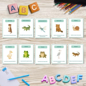 Printable Wetlands Habitat Animal Flashcards – Preschool Educational ...