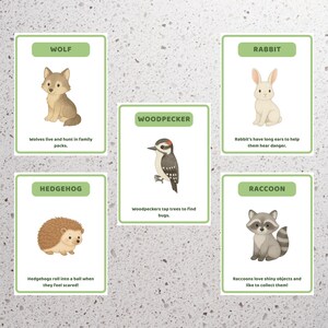 Forest Animal Flashcards – Printable Educational Resource | 21 PDF ...