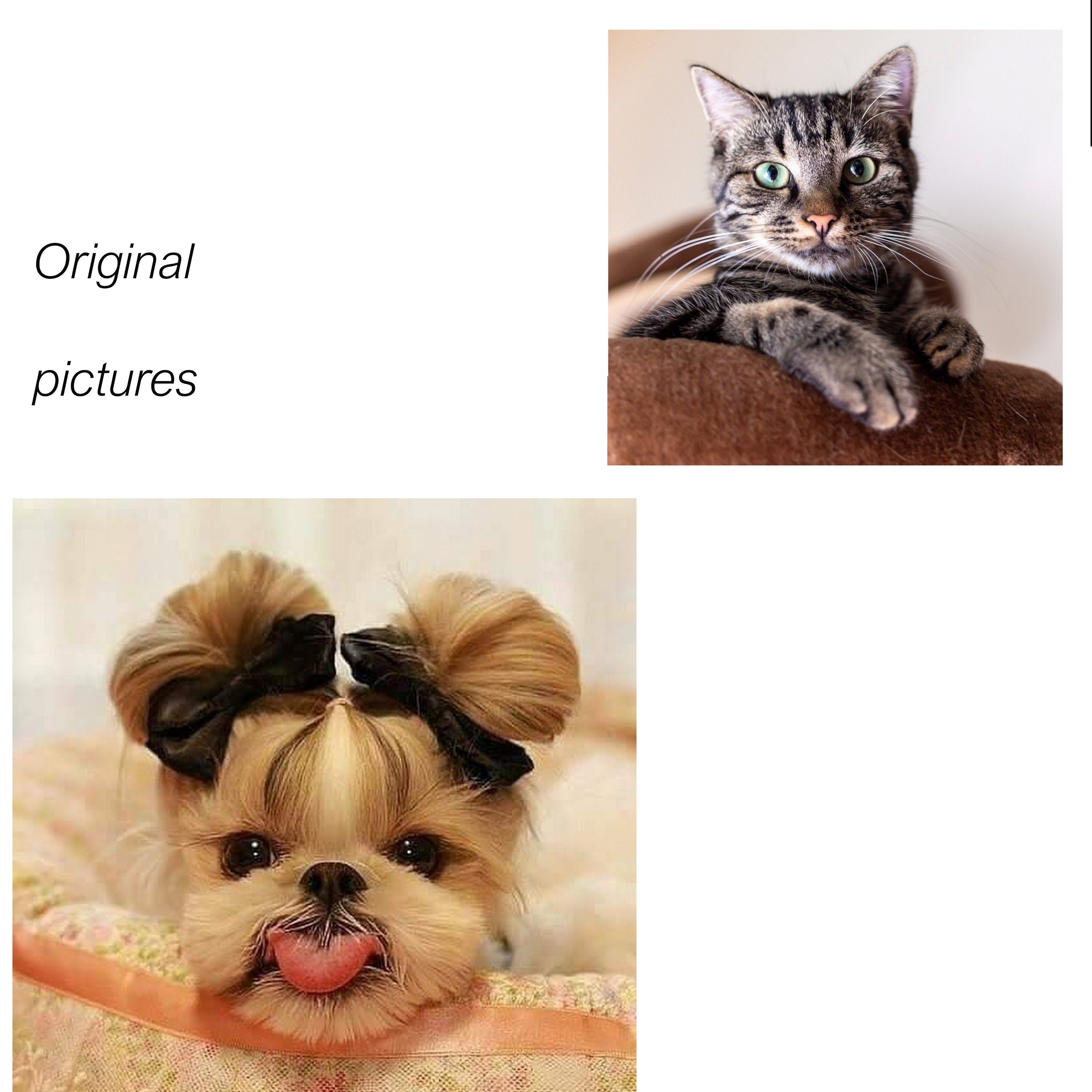 Personalized Chef Pet Portrait , Custom Digital Picture , Birthday Gift ...