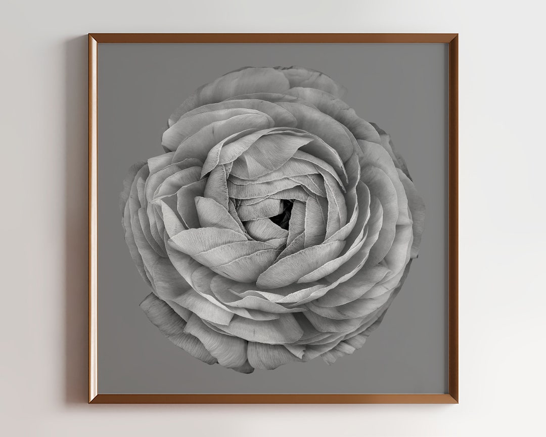 36x36 Ranunculus Flower Original Fine Art Print, Signed Black and White ...