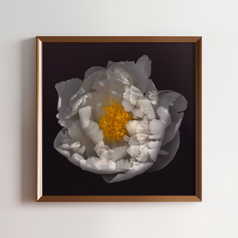 Peony Photography - Etsy