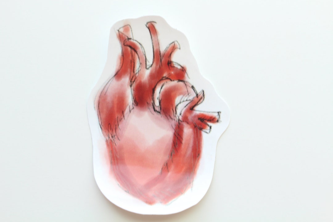 Realistic Anatomical Heart Sticker, Waterproof and UV Resistant Vinyl ...