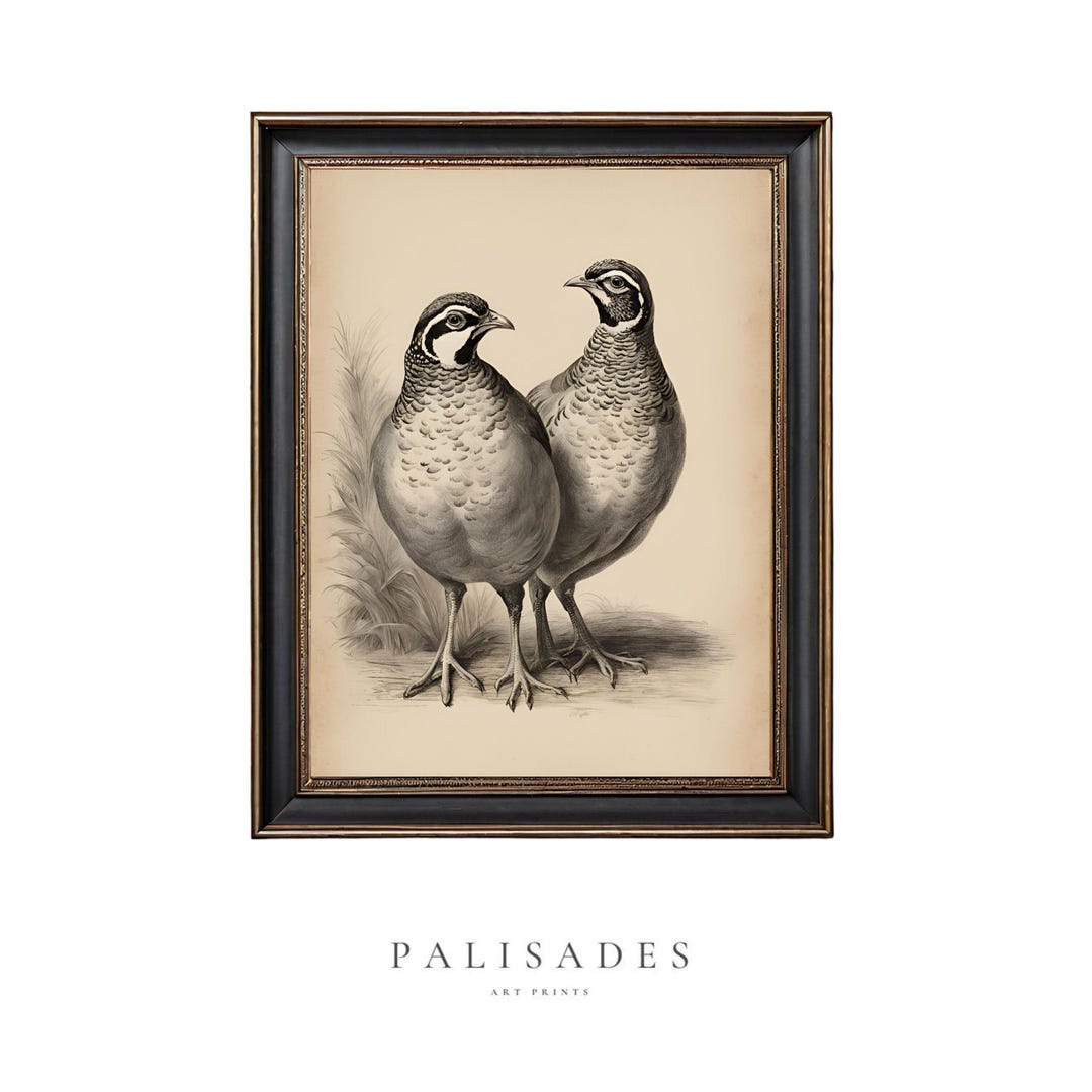 Vintage Quail Drawing Neutral Farmhouse Antique Sketch Print PRINTABLE ...