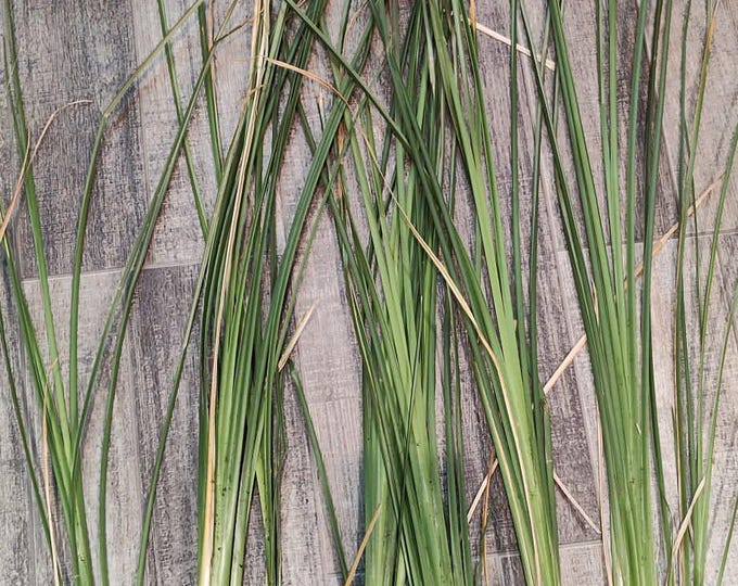 Vetiver LIVE PLANT Vetiver Zizanioides Ayurvedic Plant - 4" Pot - Etsy