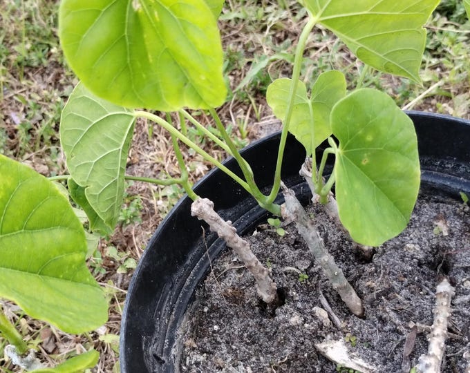 Giloy Live Bare Root Plant: Tinospora Cordifolia Climbing Vine - Etsy