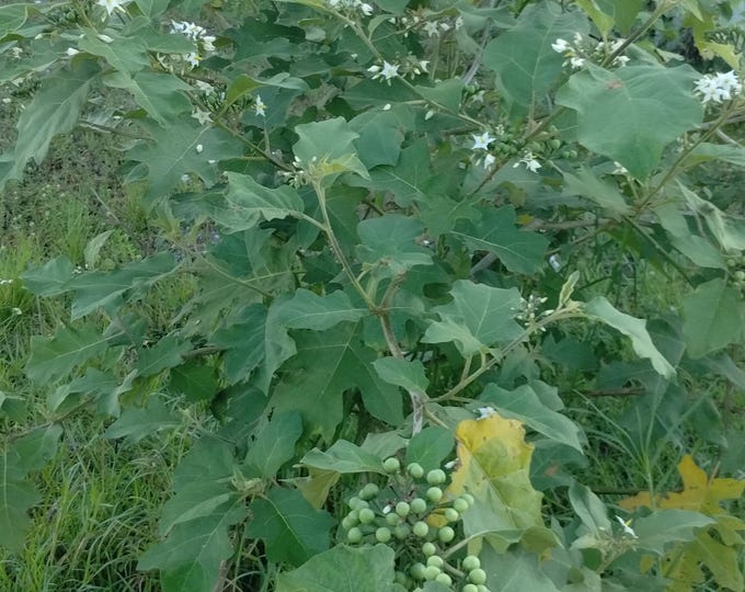 Plant in Half-gallon Pot | Turkey Berry/thai Pea Eggplant/susumba ...