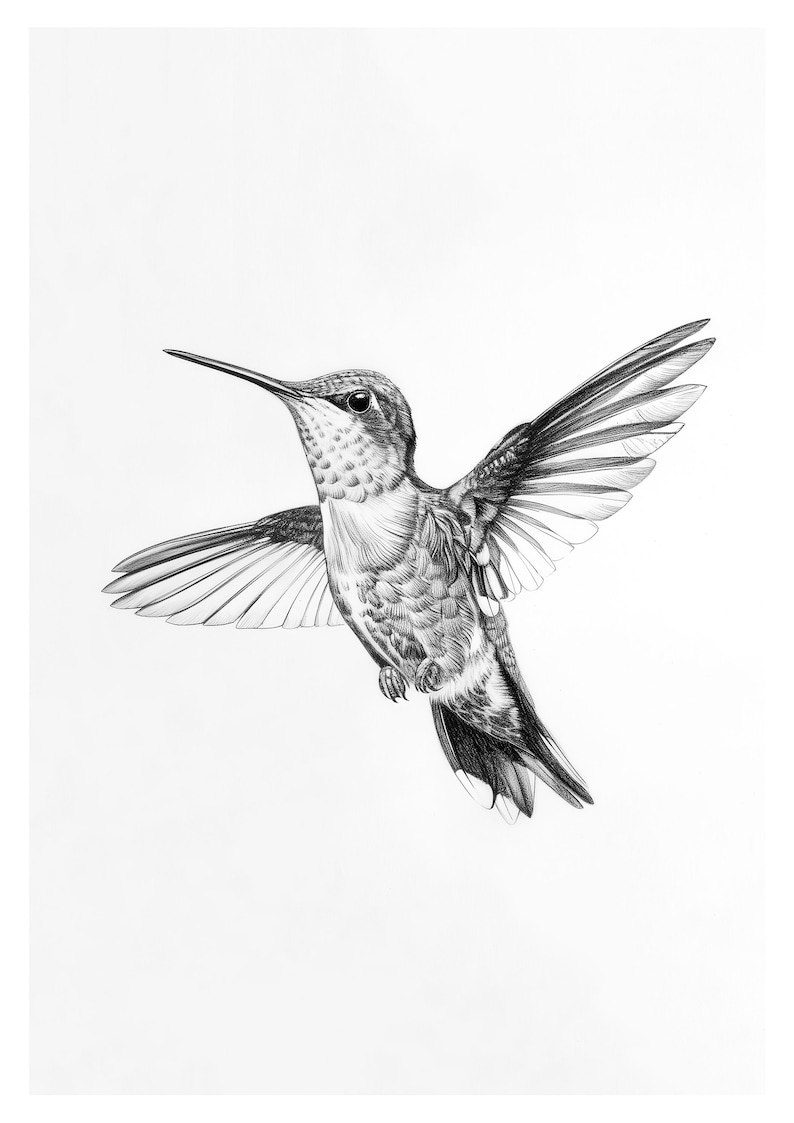 Hummingbird Pencil Drawing Digital Download Bird Art Animal Wall Art ...