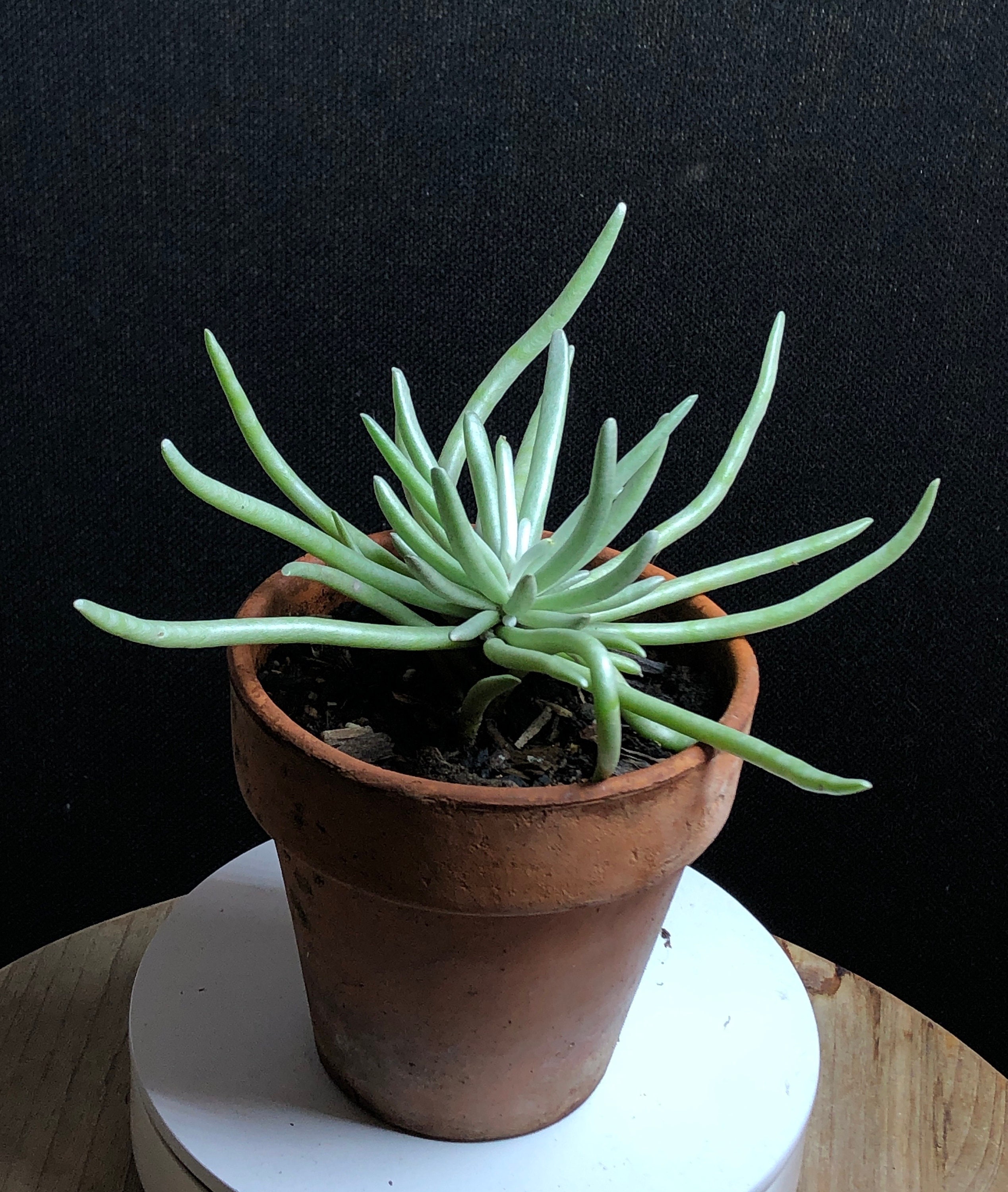 Senecio Scaposus Silver Coral Succulents in 4 Pot - Etsy