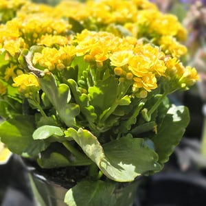 Flaming Katy, Calandiva Yellow/red Kalanchoe Blossfeldiana Succulent 4 ...