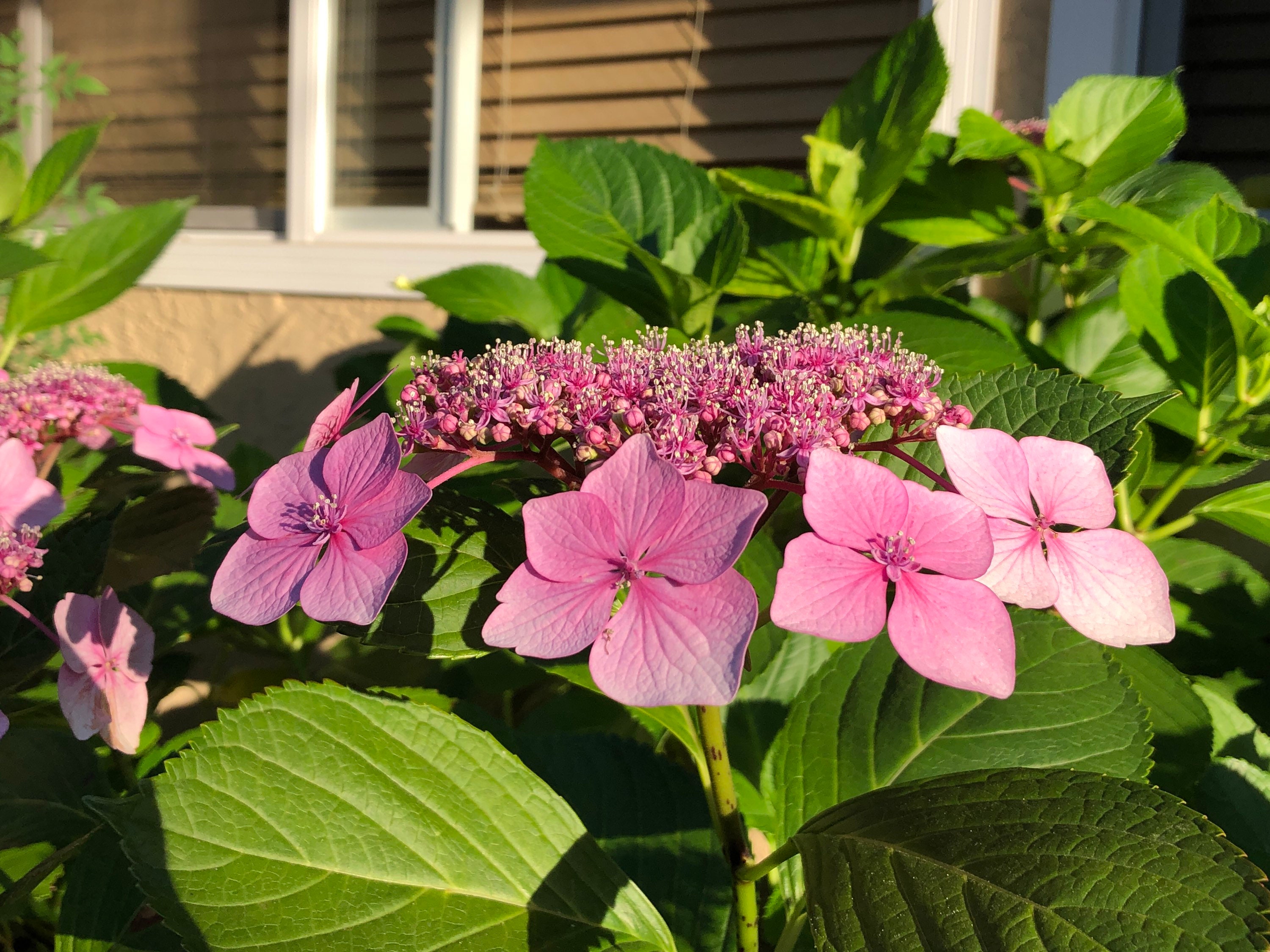 Lacecap Hydrangea Pink