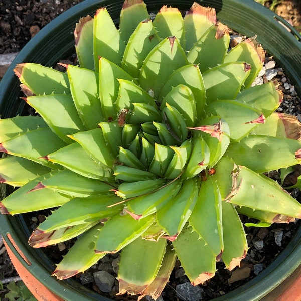 Spiral Aloe - Etsy