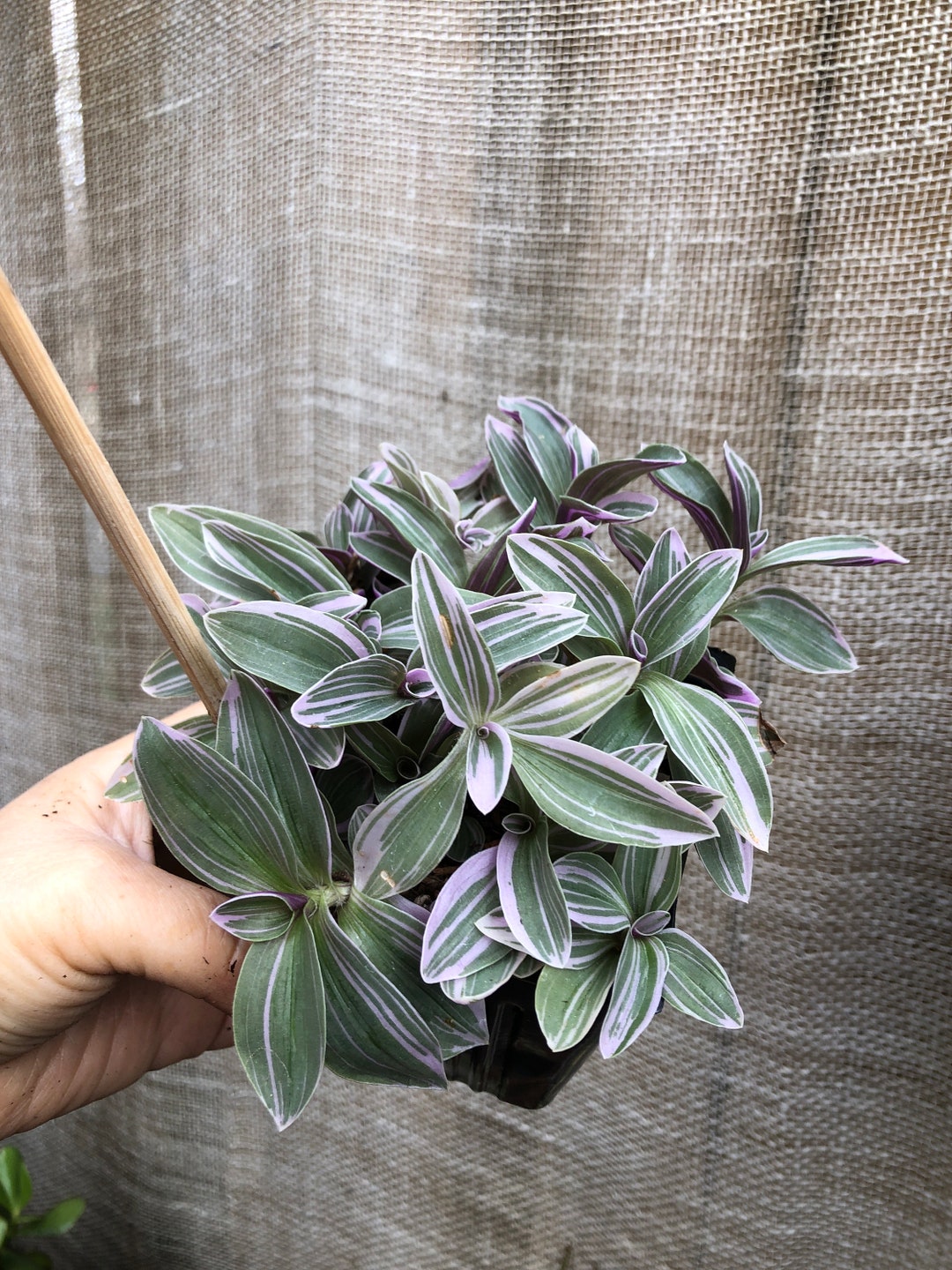 Tradescantia Feeling Flirty