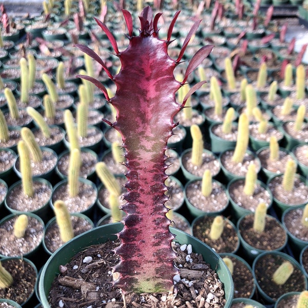 Red Dragon Cactus - Etsy