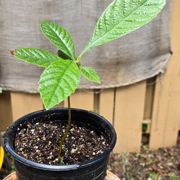 Dwarf Loquat Tree - Etsy