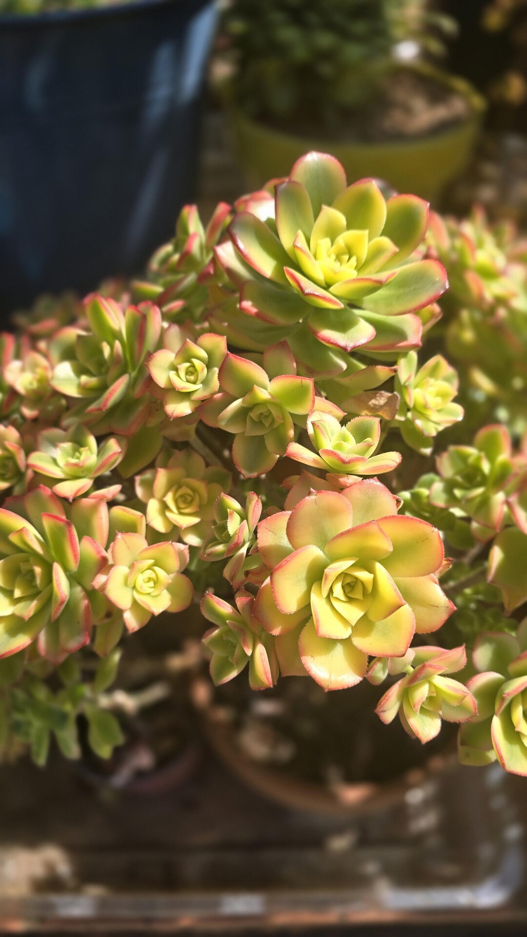 AEONIUM HAWORTHII Pinwheel Succulent Plant or Cluster Cuttings - Etsy