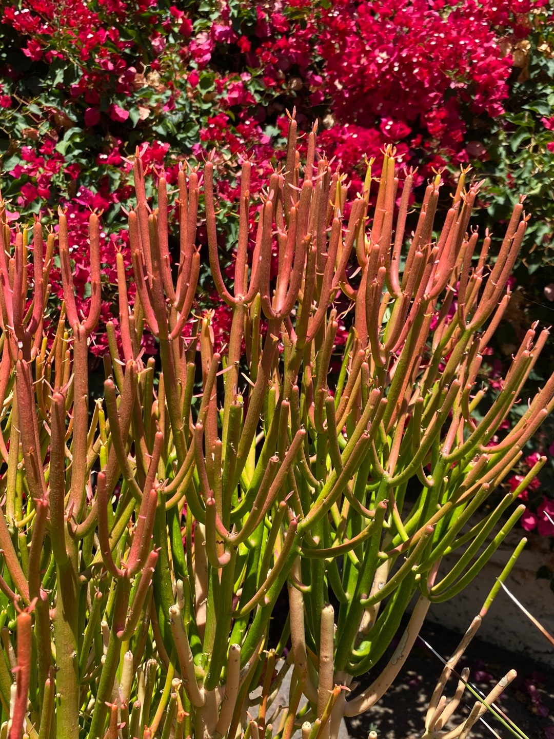 Free Shipping Succulent Fire Stick Cuttings, Hardy Euphorbia, Pencil ...