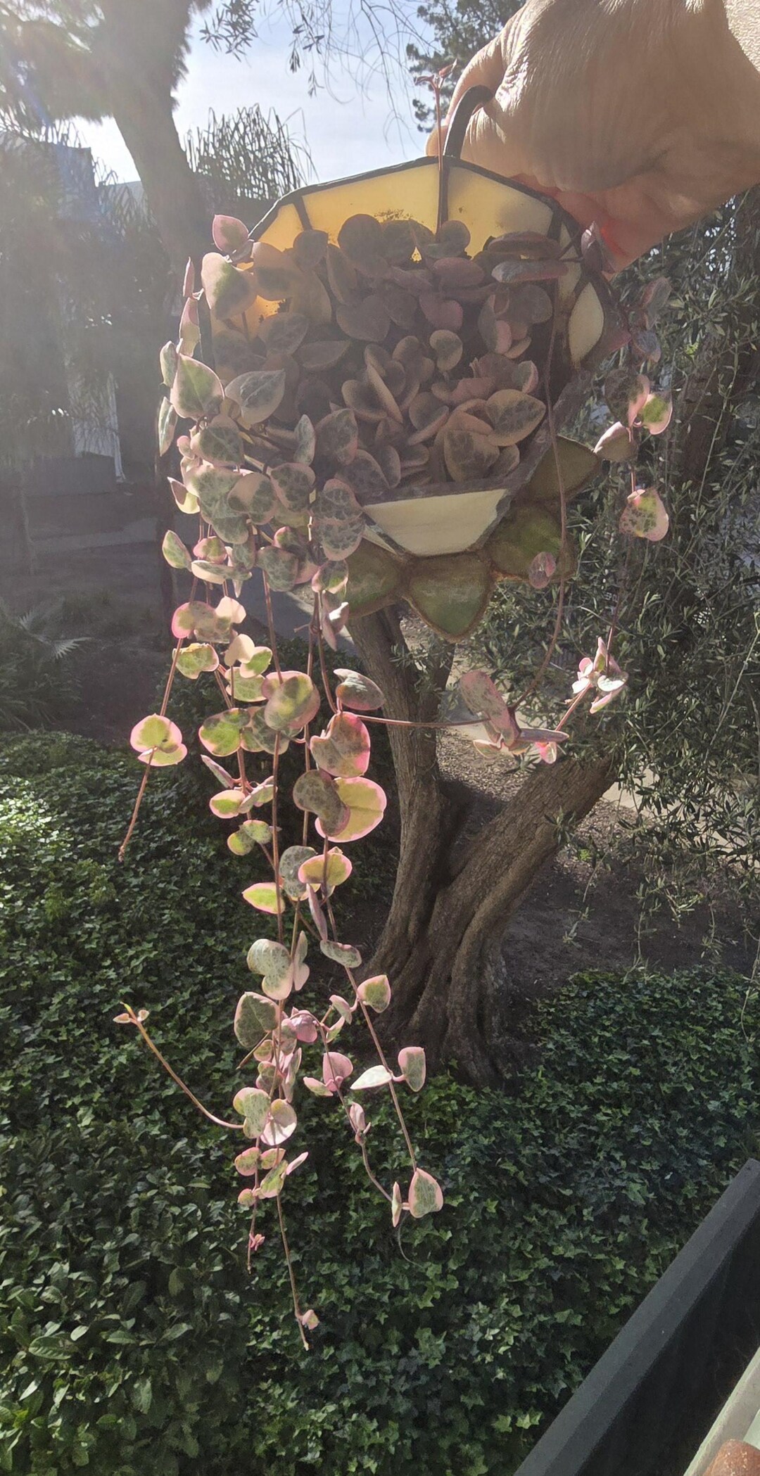 Rare Variegated String of Hearts Love Succulent VSOH in Vintage Tiffany ...