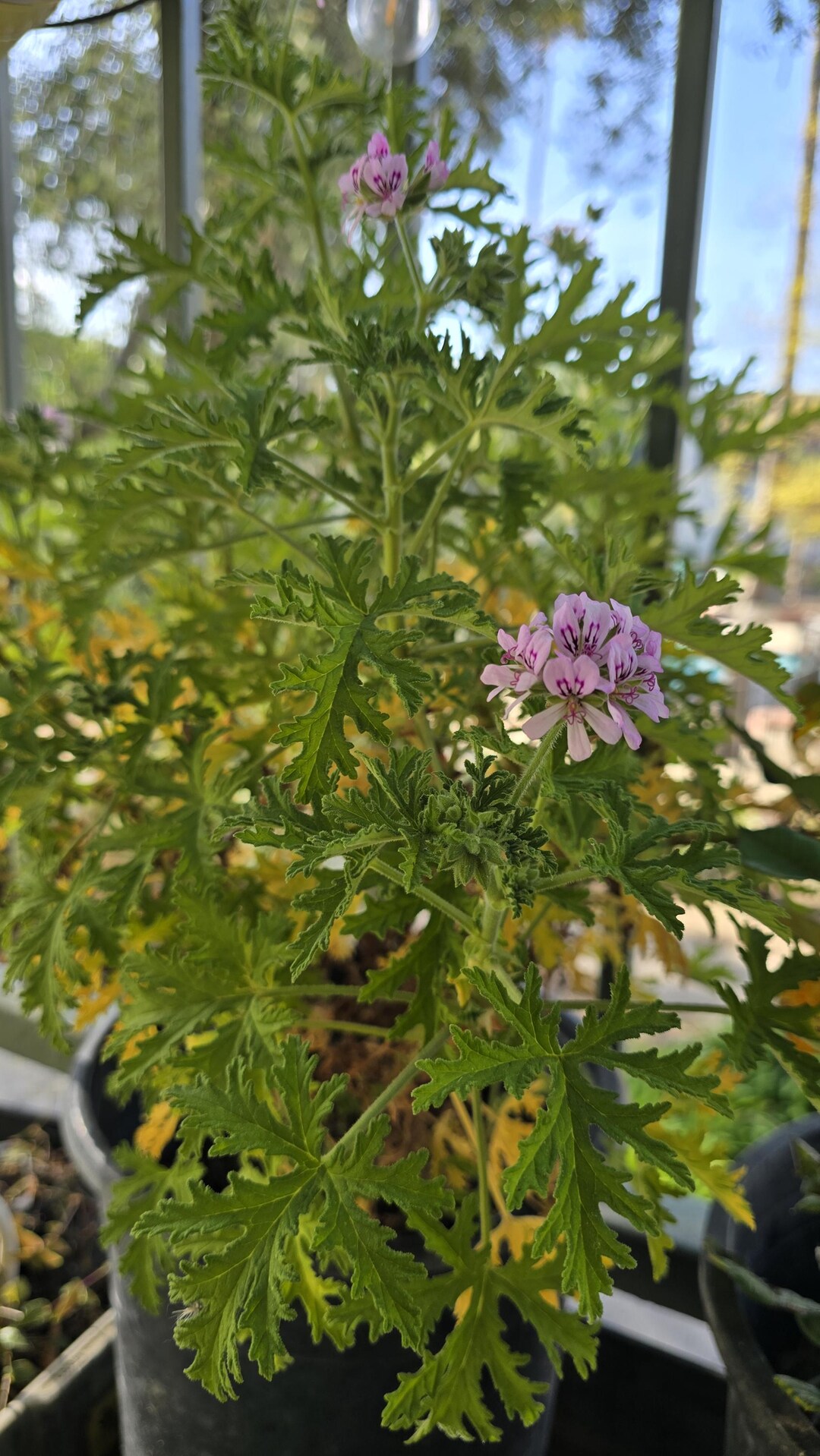 MOSQUITO Plants-citronella Scented Geranium Rose Geranium Cutting Sprig ...