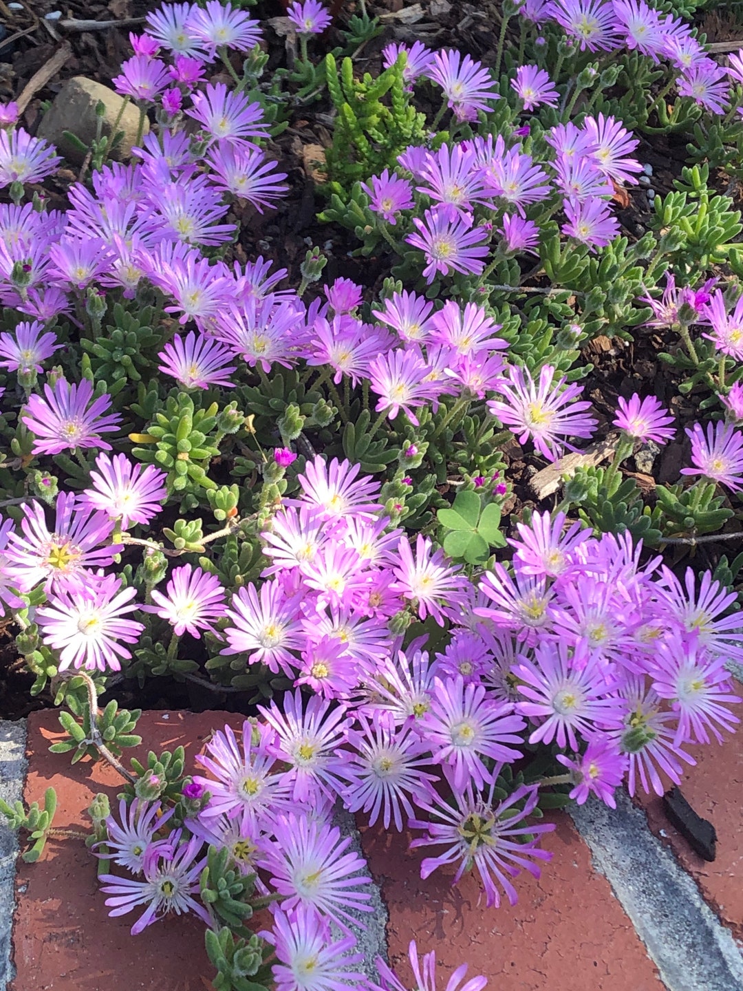 Pink Mini Rosea Ice Plant Delosperma Cooperi Trailing - Etsy