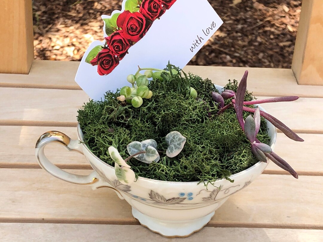 Mothers Day Gift-succulents in Teacup W/green Moss-trio Rare Strings ...