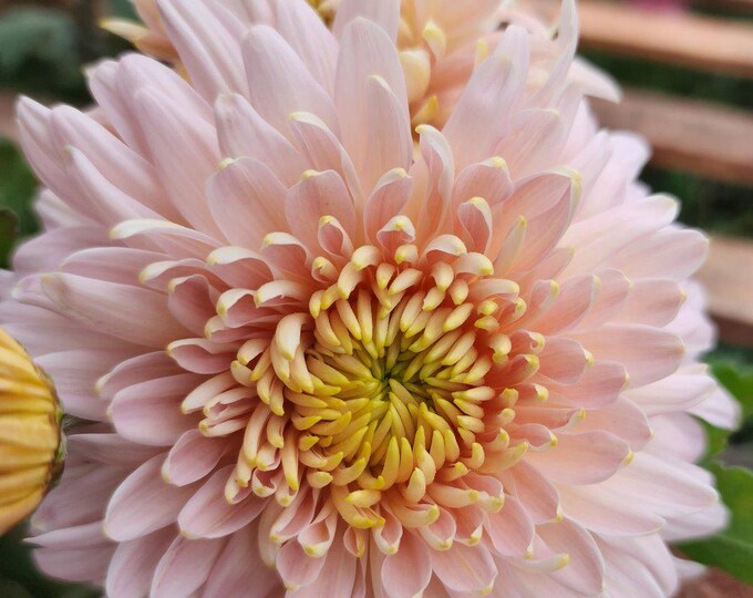 Intermediate Incurve Chrysanthemum Plant - Seaton's Je'dore - Etsy
