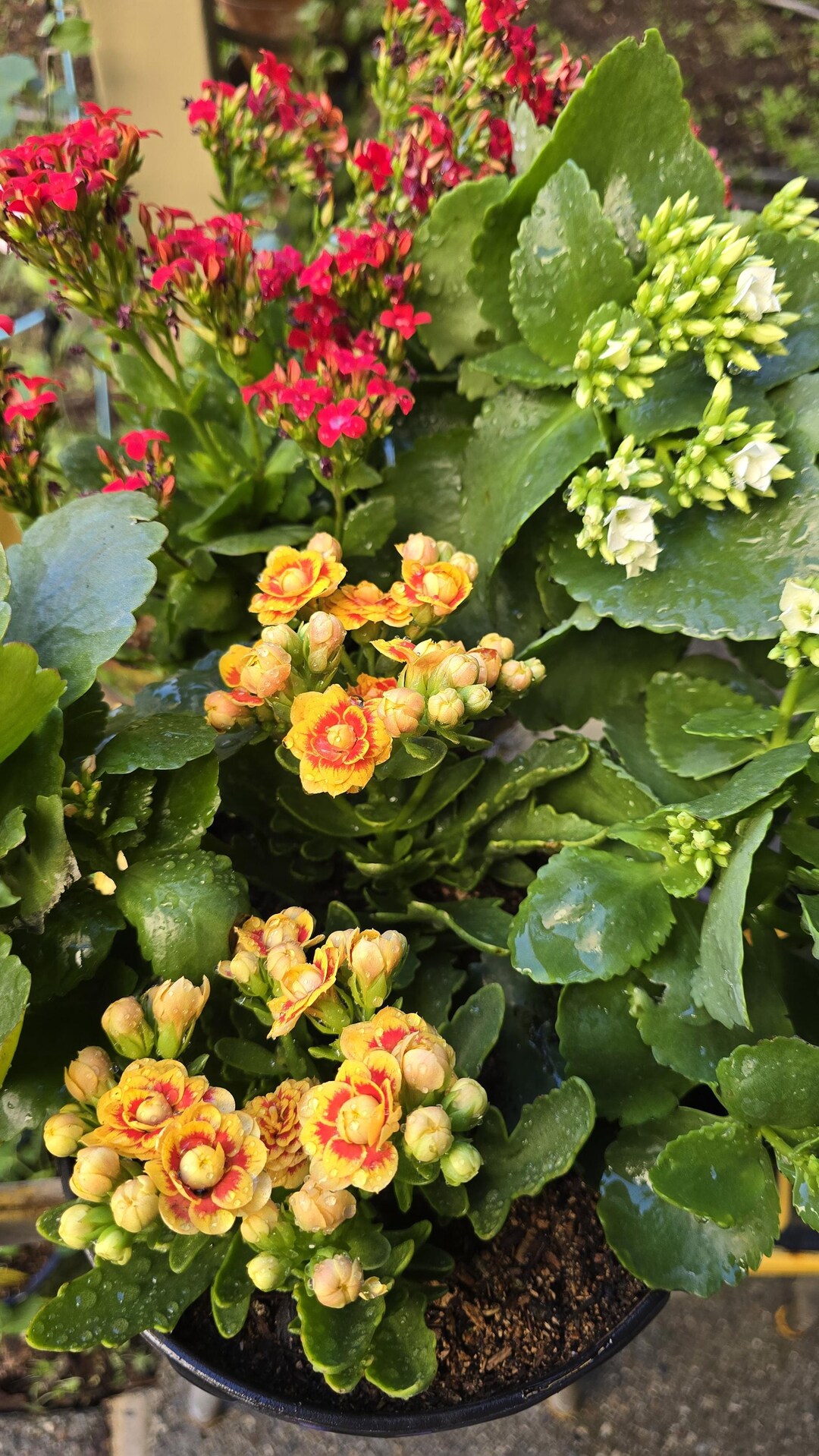 Flaming Katy, Calandiva Yellow/red Kalanchoe Blossfeldiana Succulent 4 ...