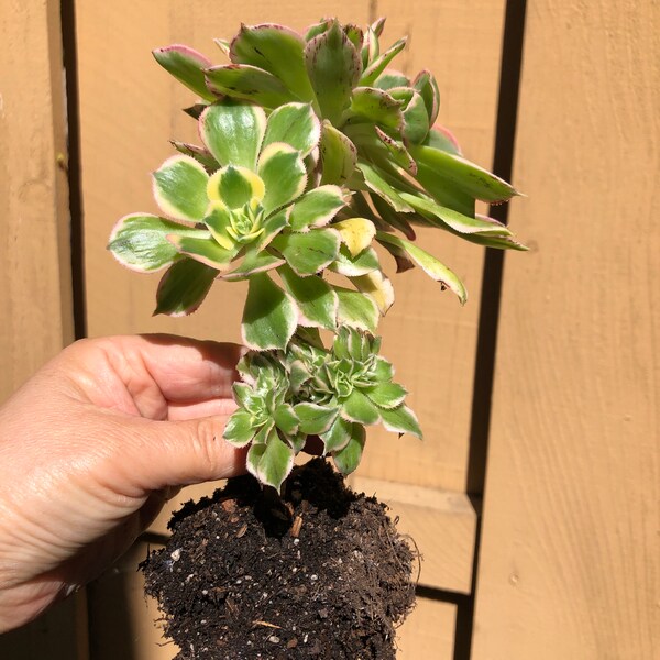 Crested Aeonium - Etsy