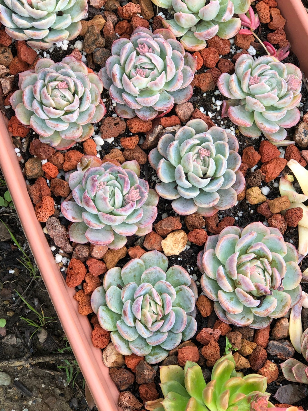 Echeveria Elegens Mexican Snowball Succulent Grown in California - Etsy