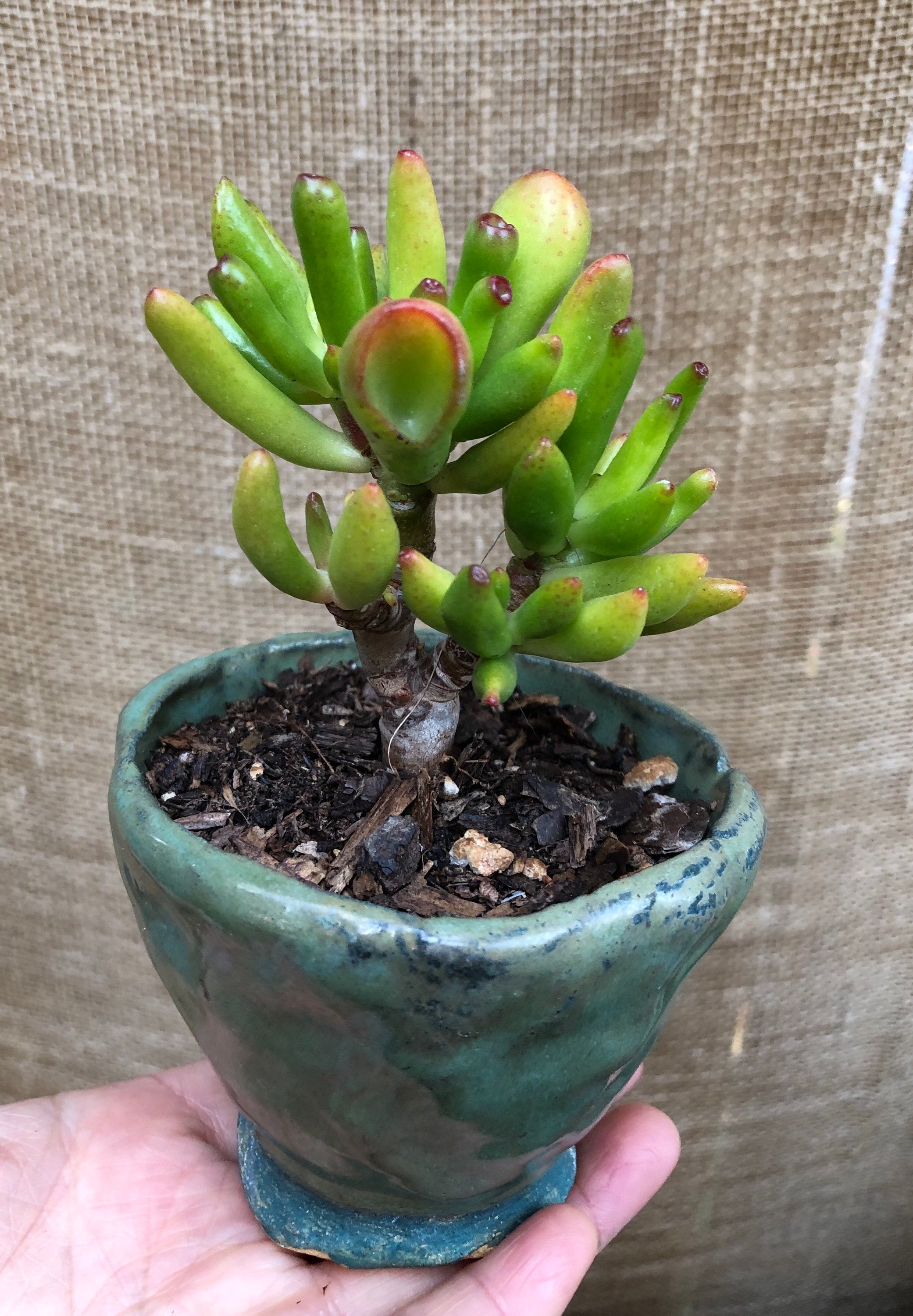 Hobbit Jade Plant Succulent, Crassula Ovuta for Bonzai Money Tree - Etsy