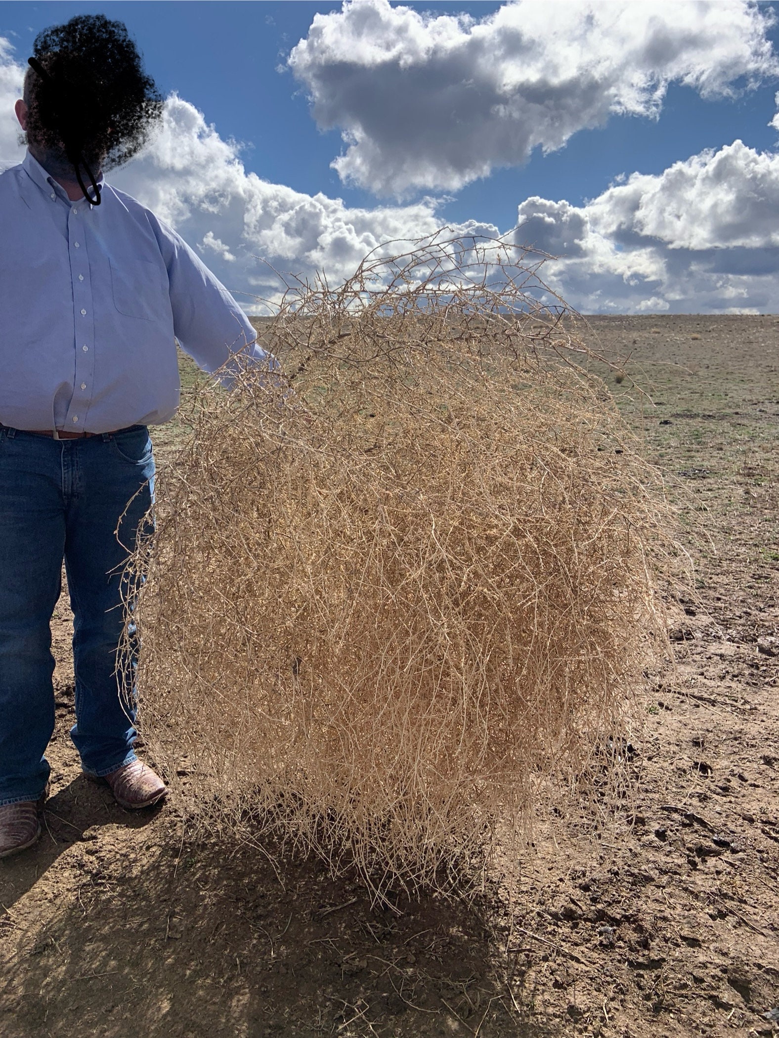 Dried Tumbleweeds - Etsy