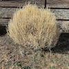 Tumbleweed - Etsy