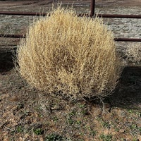 Tumbleweed - Etsy