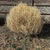 Tumbleweed - Etsy