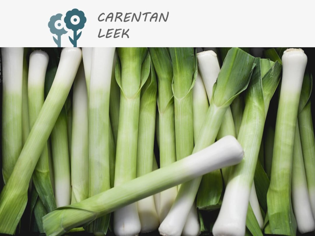 Carentan Leek - 200 Seeds - Vegetable Seeds, Non-gmo, Heirloom ...