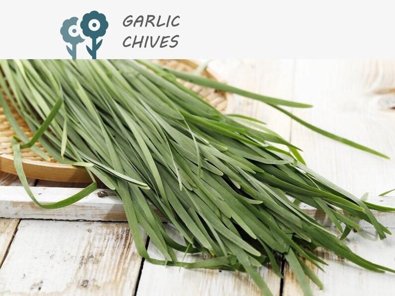 Garlic Chives - 150 Seeds - Herb Seeds, Non-gmo, Heirloom, Medicinal ...
