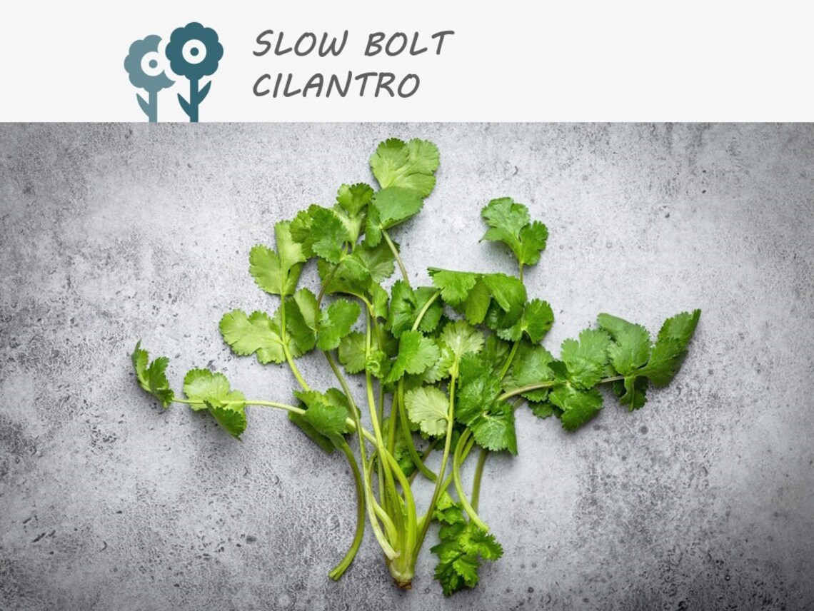 Slow Bolt Cilantro - 300 Seeds - Herb Seeds, Non-gmo, Heirloom ...