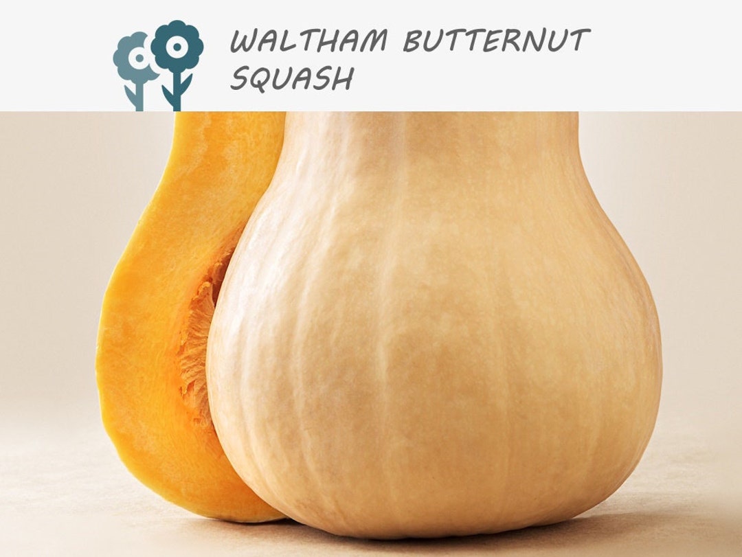 Waltham Butternut Squash - 25 Seeds - Winter Squash Vegetable Seeds ...