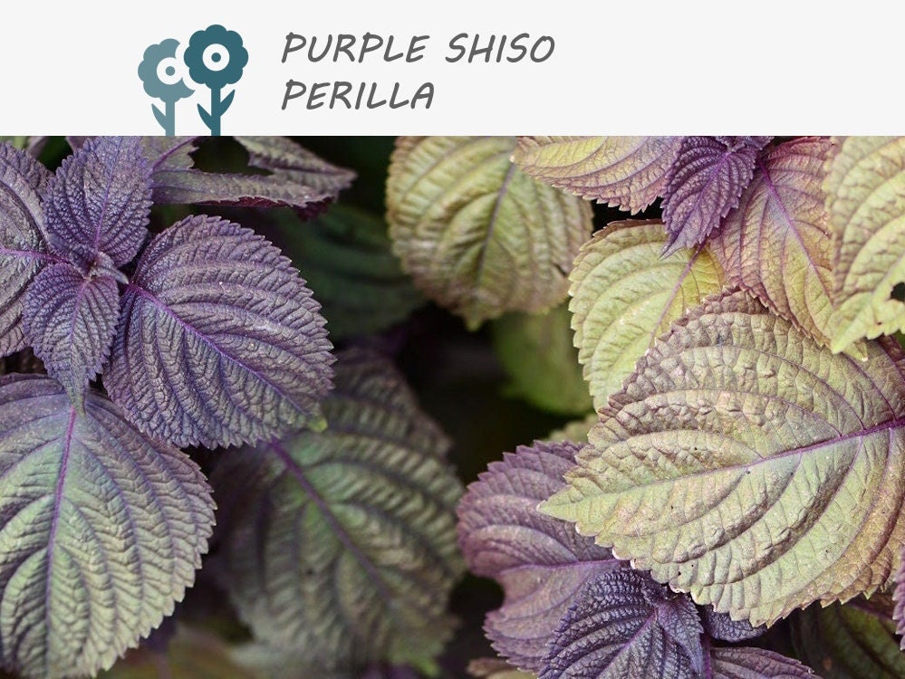 Purple Shiso Perilla - 100 Seeds - Red Perilla Leaf Herb Seeds, Non-gmo ...